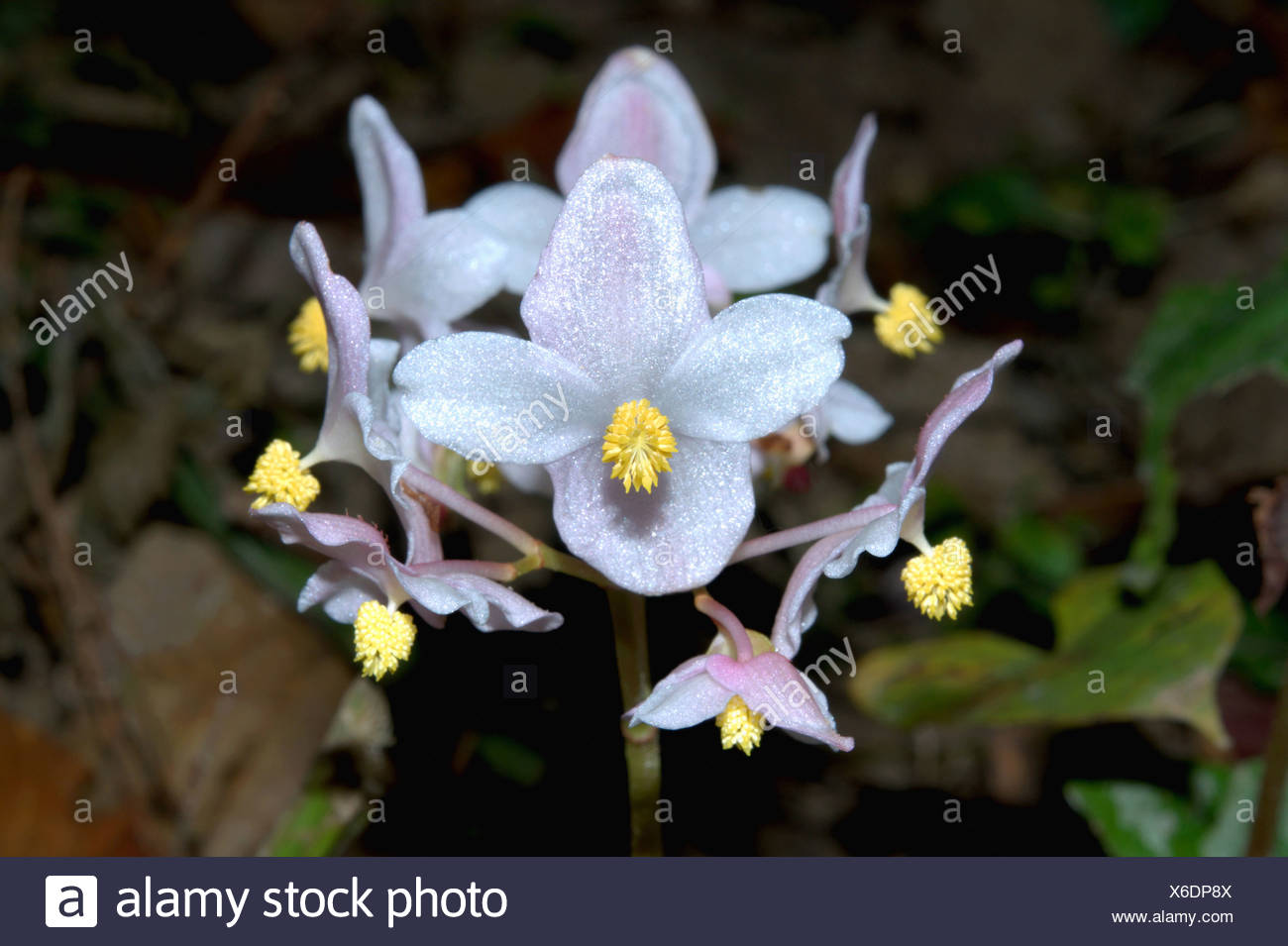 Assam Plant High Resolution Stock Photography and Images - Alamy