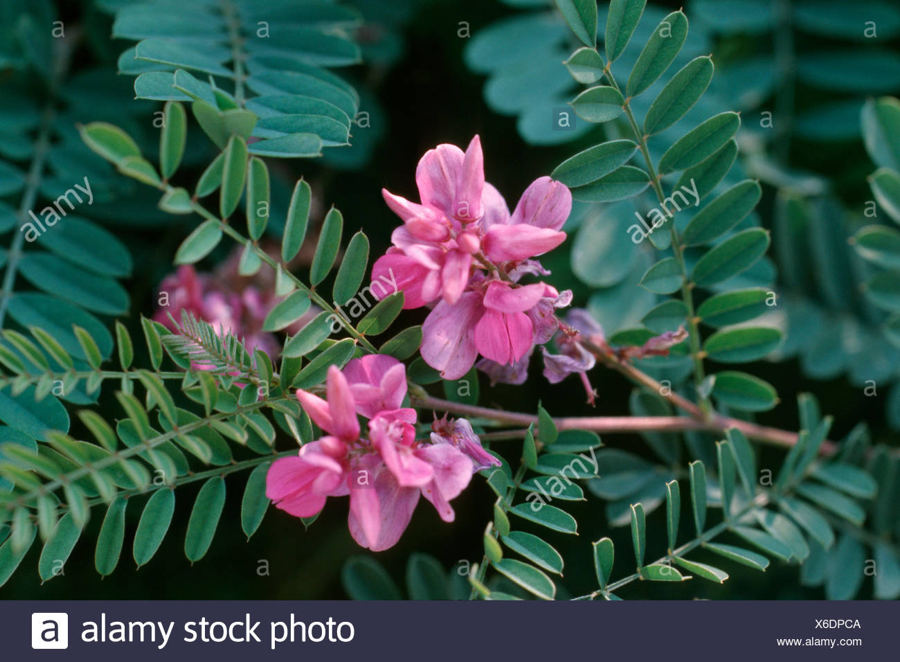 Indigo Plant High Resolution Stock Photography and Images - Alamy