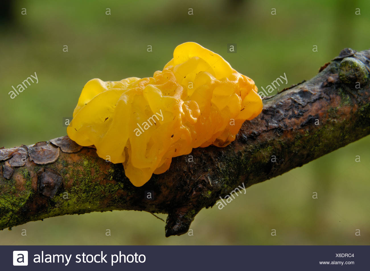 Golden Jelly Fungus Stock Photos & Golden Jelly Fungus Stock Images - Alamy