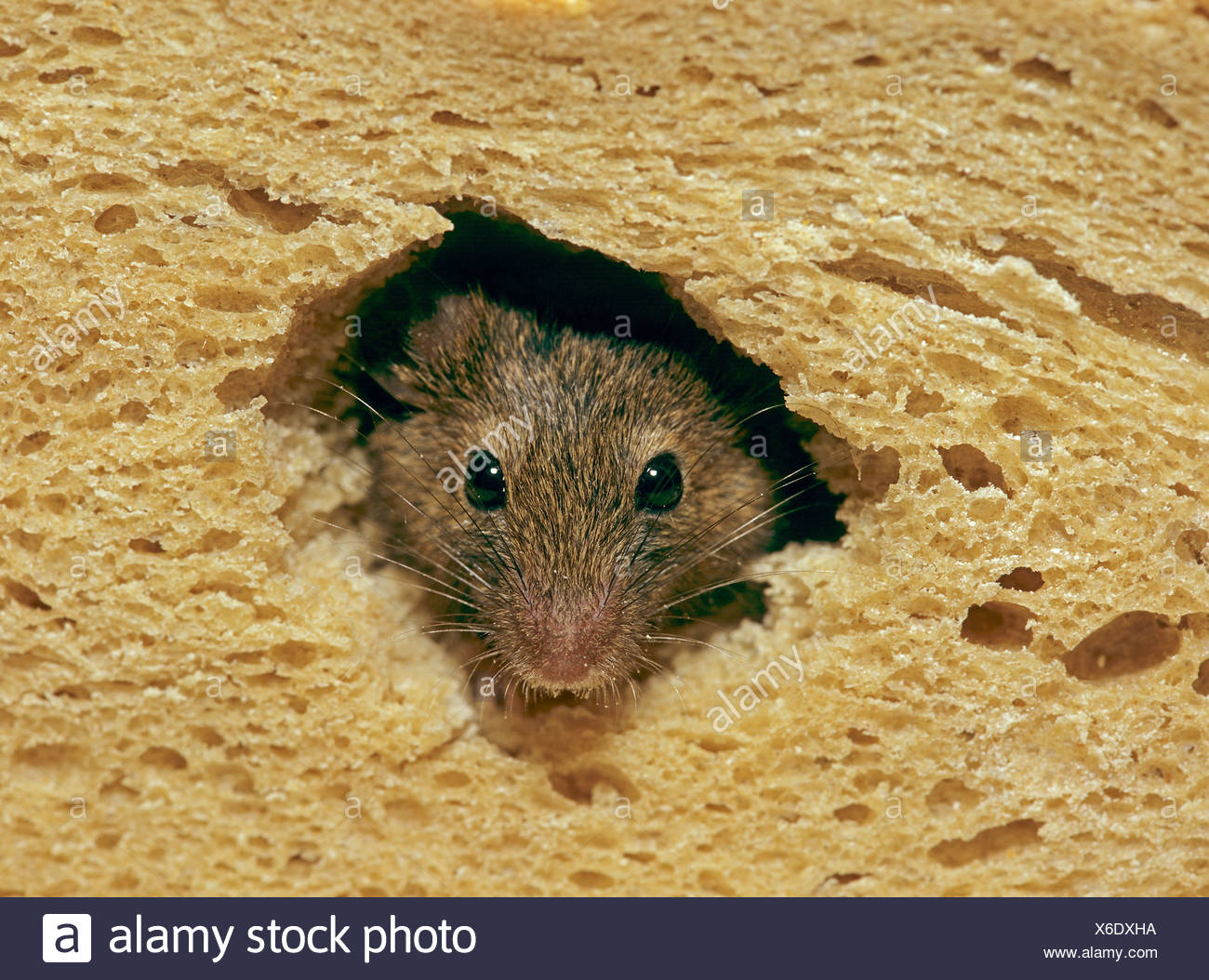 Mouse By Its Hole High Resolution Stock Photography and Images - Alamy