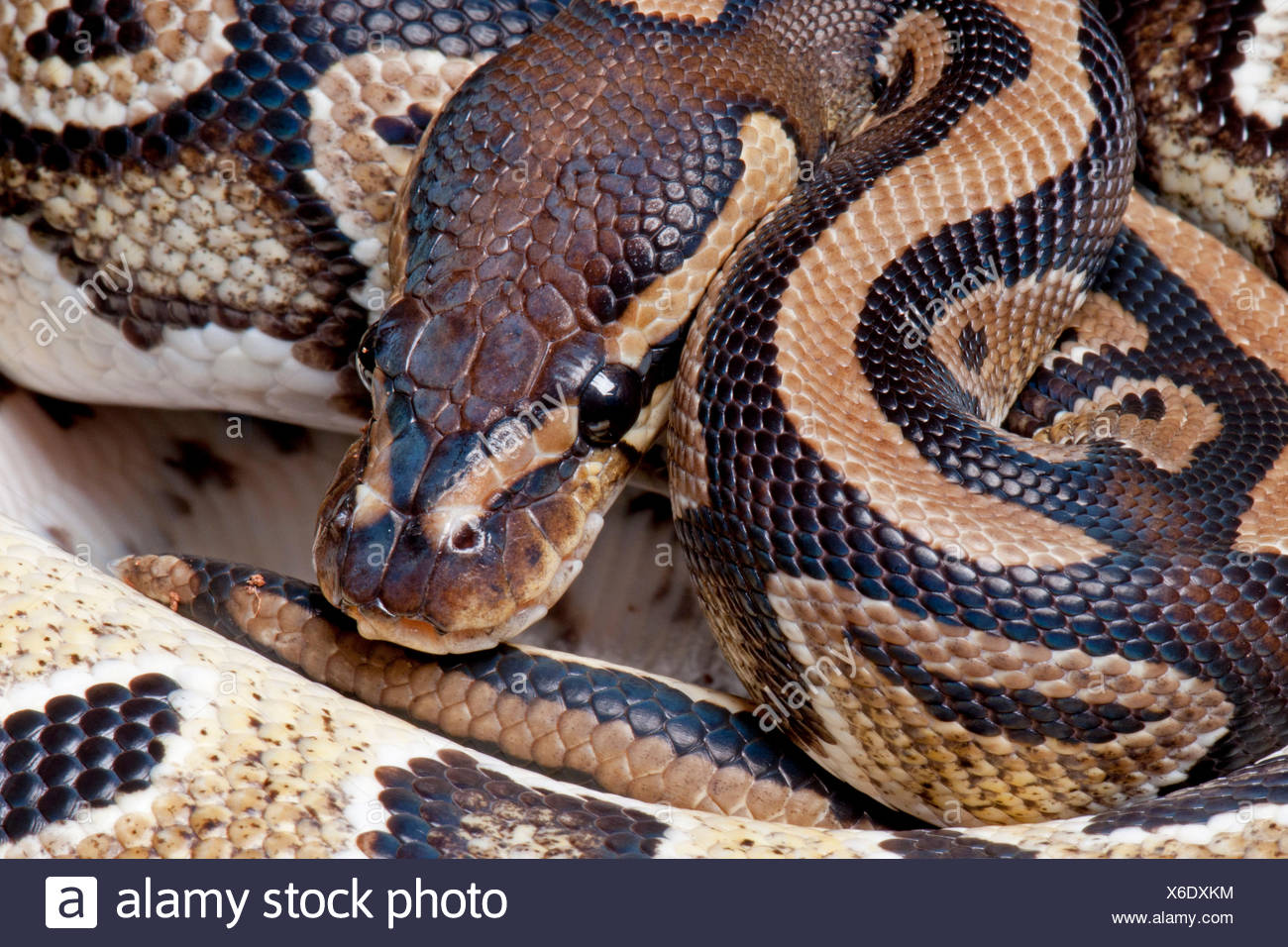 Python Image High Resolution Stock Photography and Images - Alamy