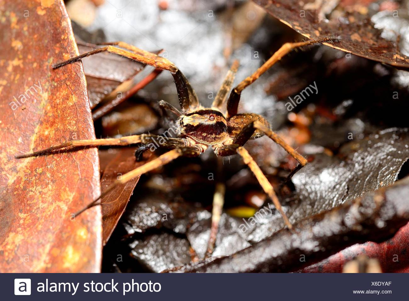 Indian Tarantula High Resolution Stock Photography and Images - Alamy