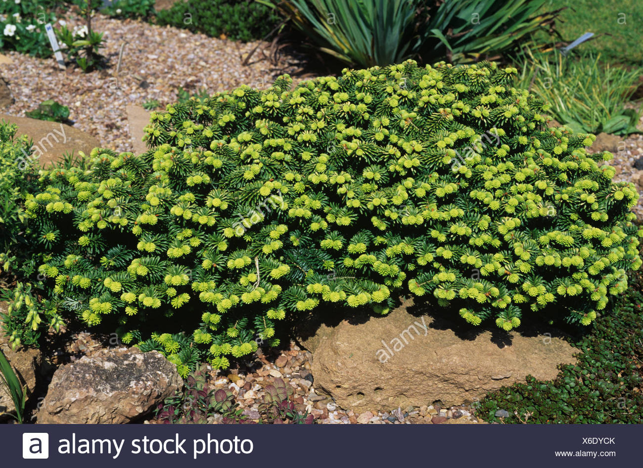 Prostrate Shrub High Resolution Stock Photography and Images - Alamy