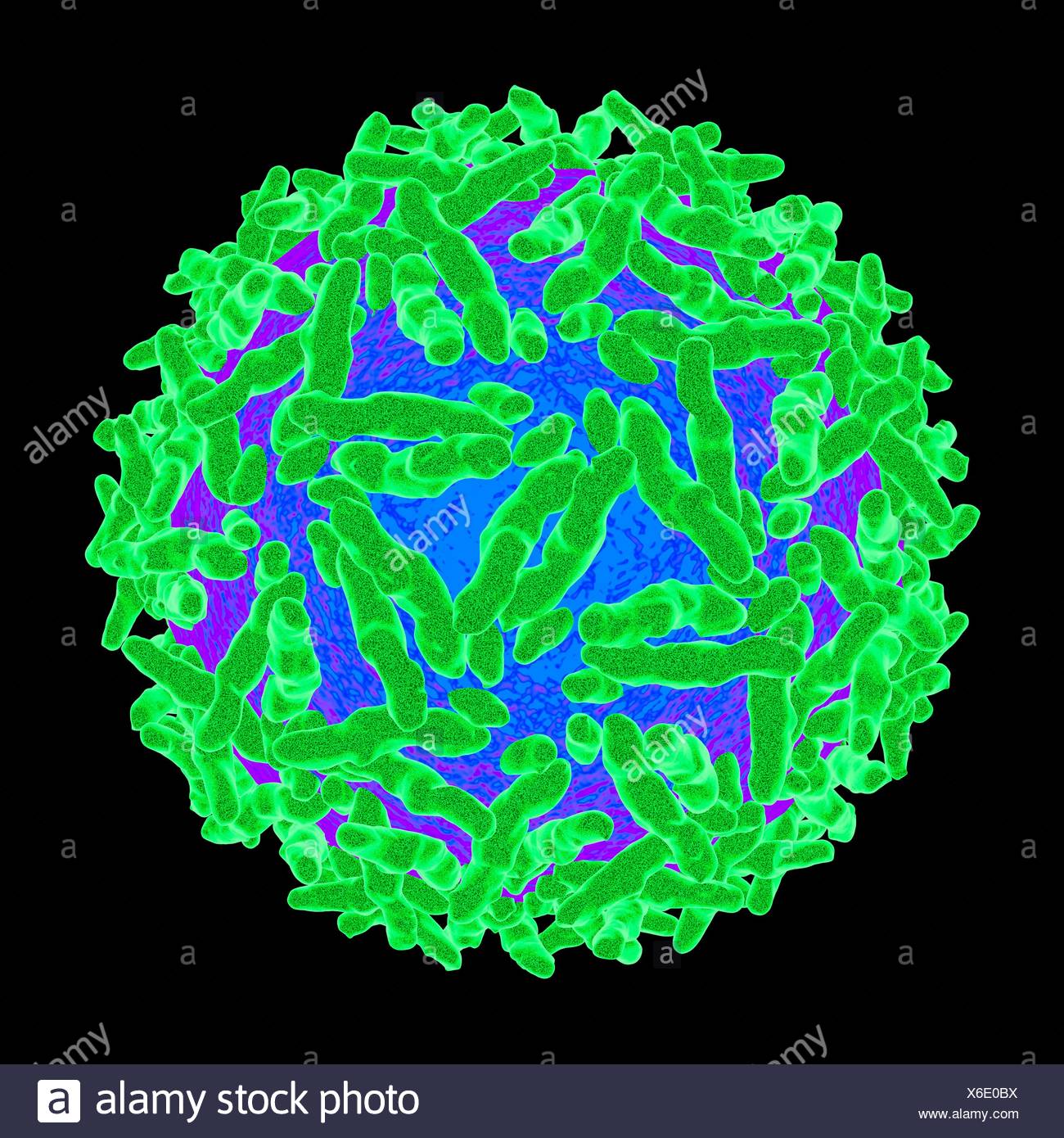 Alphavirus High Resolution Stock Photography and Images - Alamy