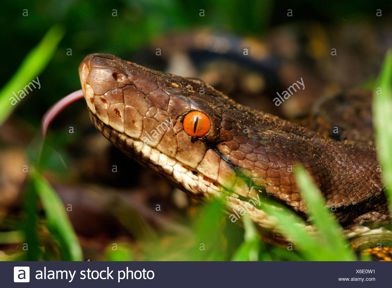 Asian Rock Python High Resolution Stock Photography and Images - Alamy