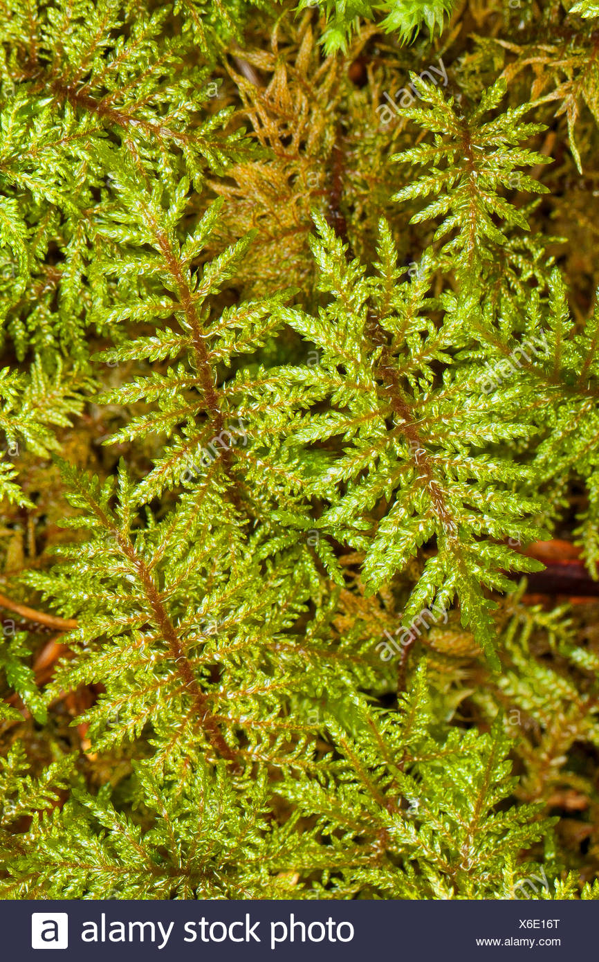 Step Moss Stock Photos & Step Moss Stock Images - Alamy