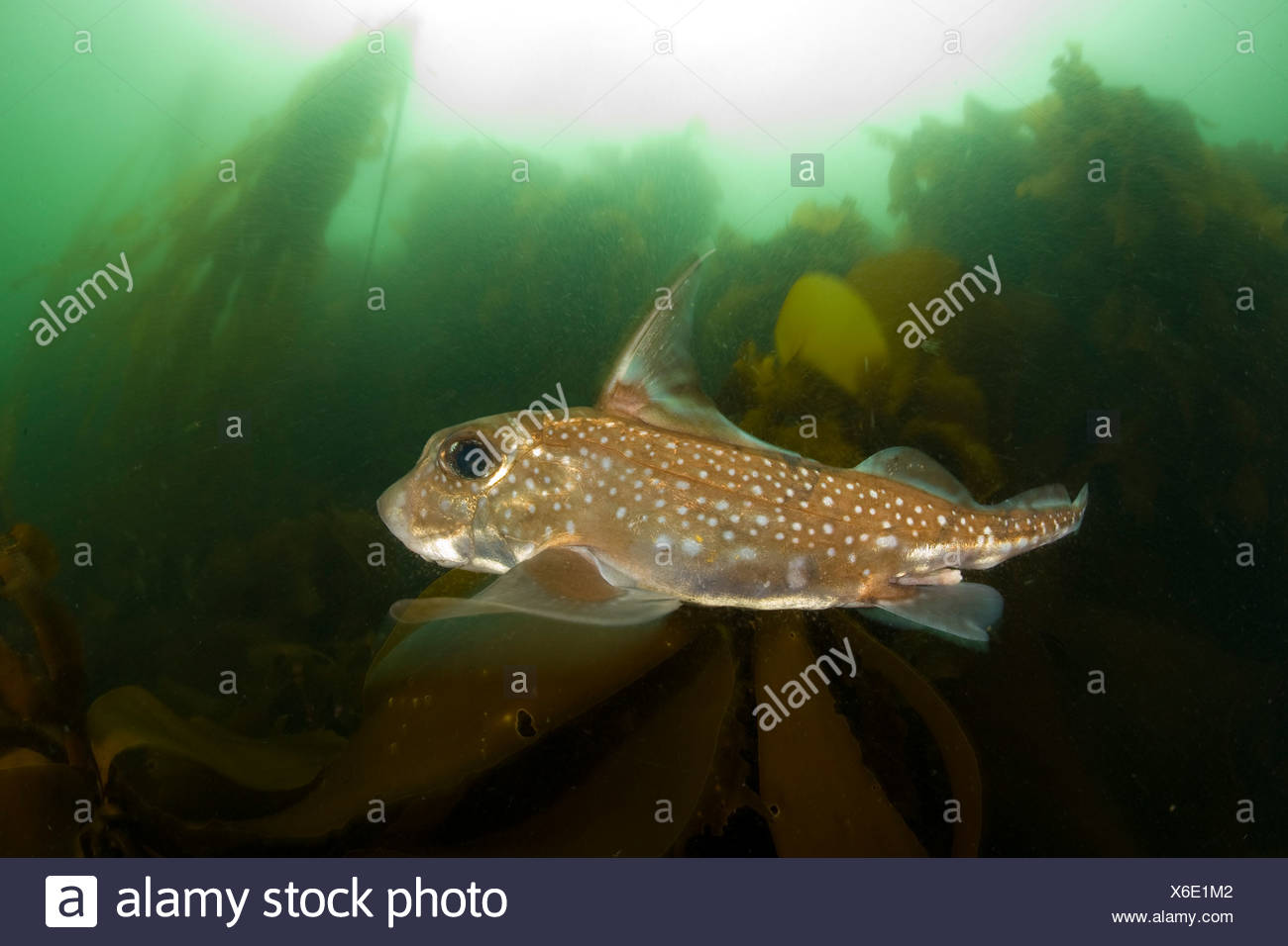 Spotted Ratfish High Resolution Stock Photography and Images - Alamy