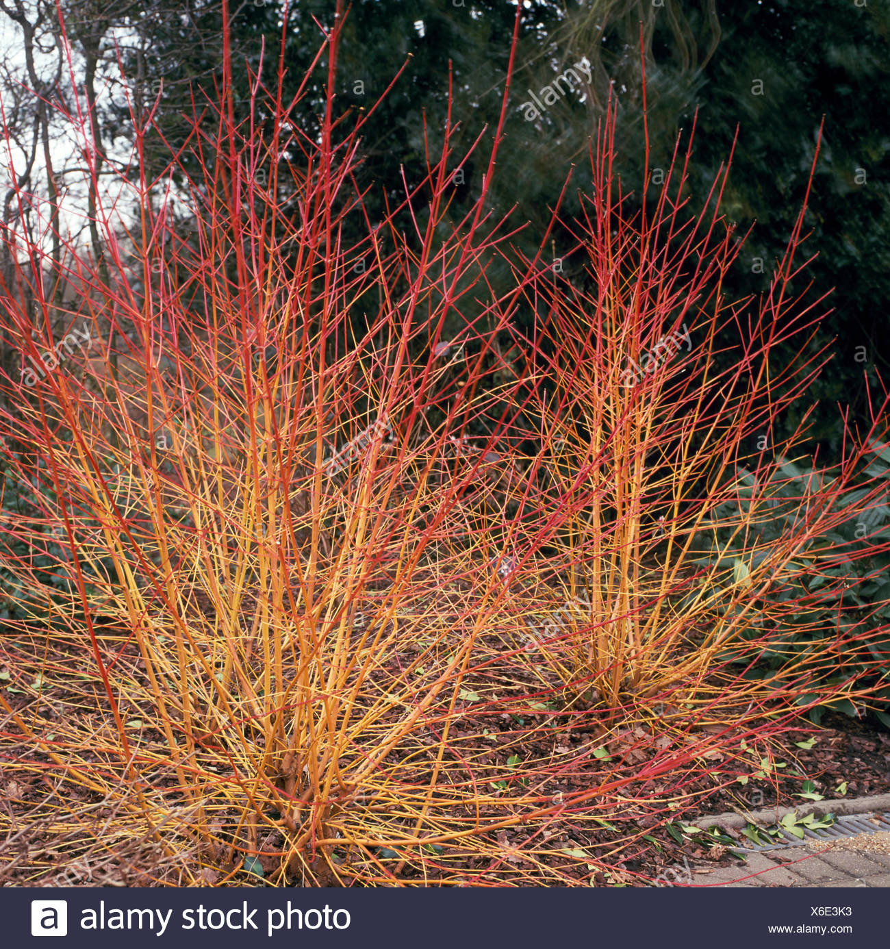 Cornus Sanguinea Midwinter Fire High Resolution Stock Photography and ...