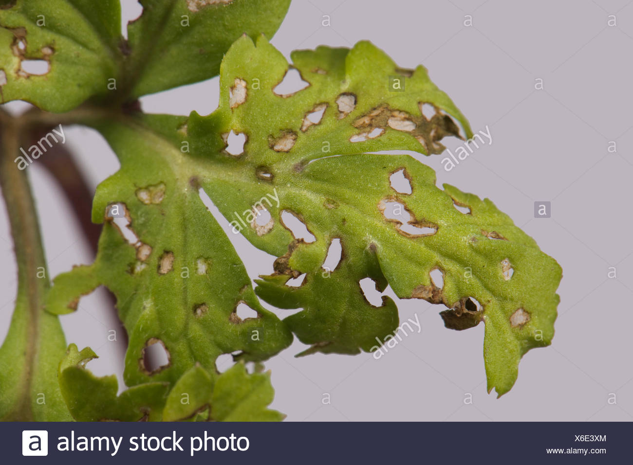 Flea Beetle Damage High Resolution Stock Photography and Images - Alamy