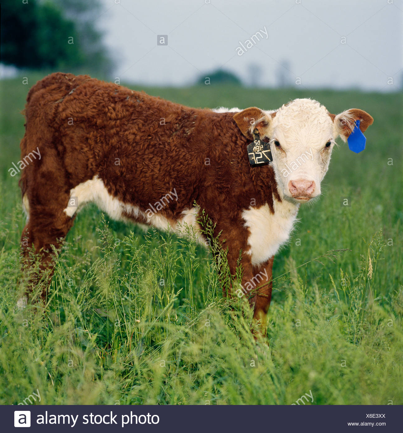 Polled Hereford Cattle High Resolution Stock Photography and Images - Alamy