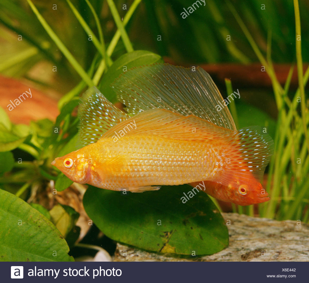 Poecilia Molly Stock Photos & Poecilia Molly Stock Images - Alamy