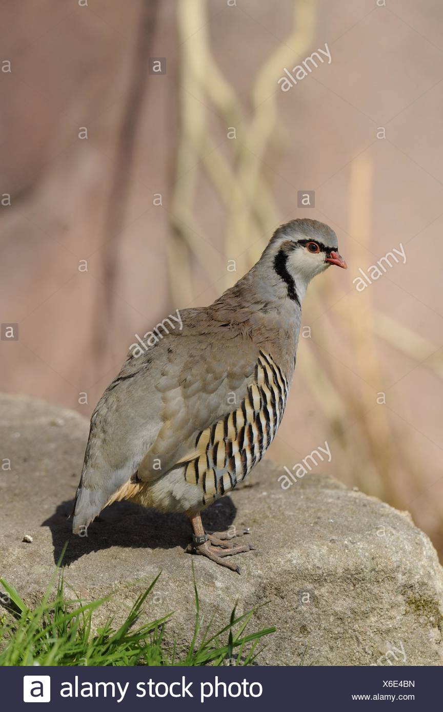 Rock Partridge Stock Photos & Rock Partridge Stock Images - Alamy