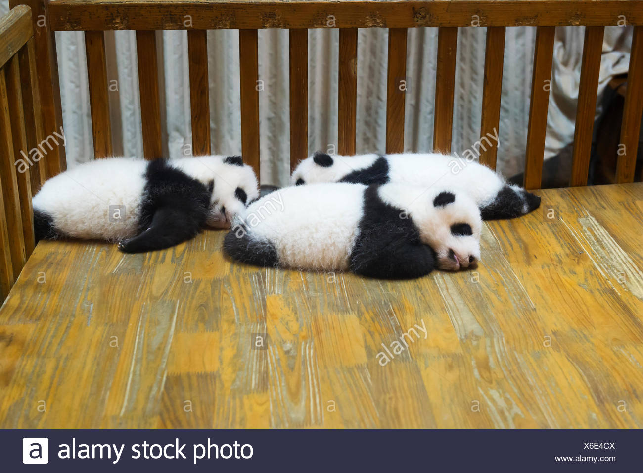 Animal Baby Predator Prey High Resolution Stock Photography and Images ...