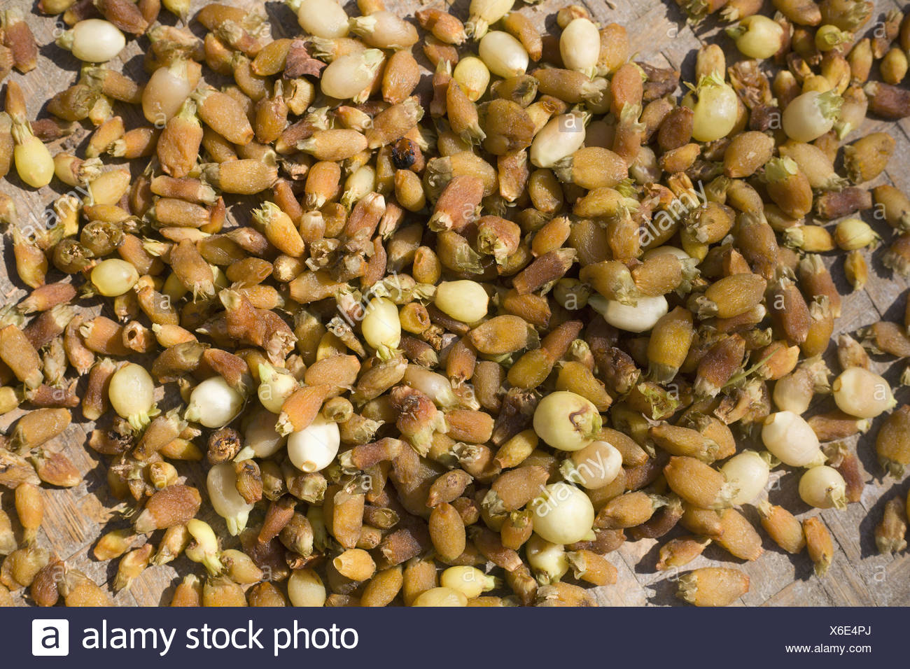 Mahua Tree Stock Photos & Mahua Tree Stock Images - Alamy