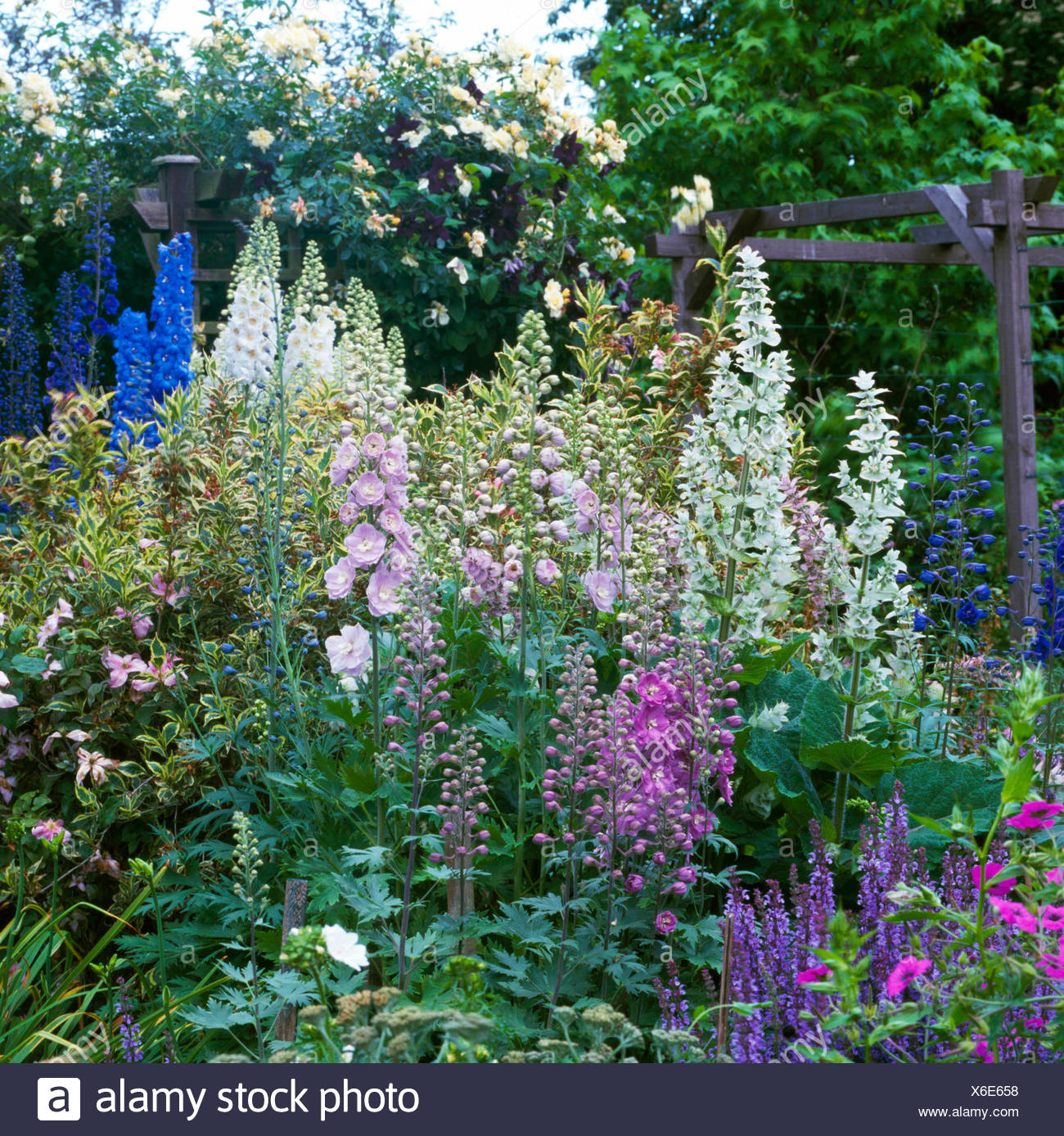 Delphiniums Border High Resolution Stock Photography and Images - Alamy