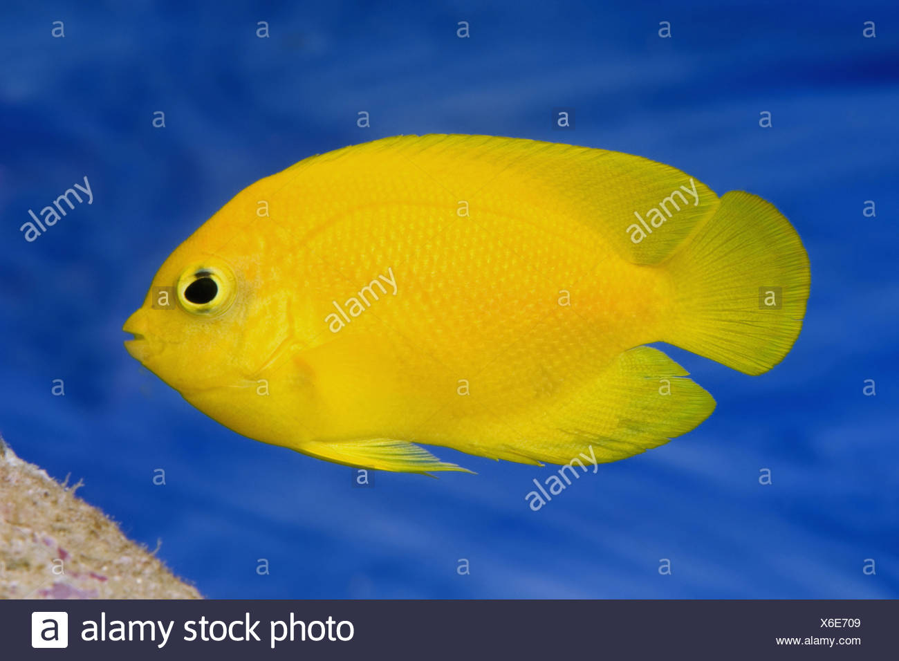 Heraldi High Resolution Stock Photography and Images - Alamy