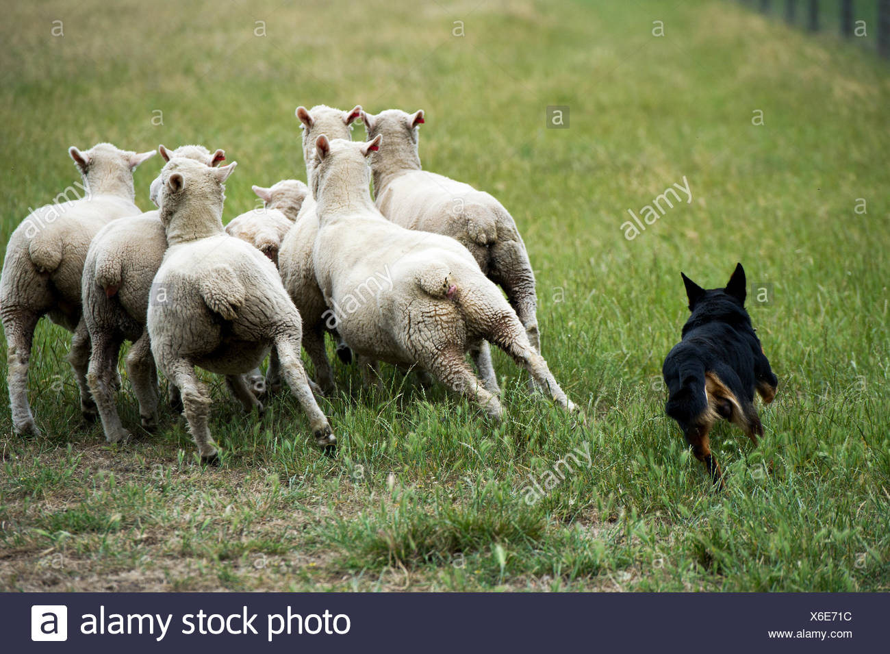 Sheep Dog Herding Sheep Stock Photos & Sheep Dog Herding Sheep Stock ...