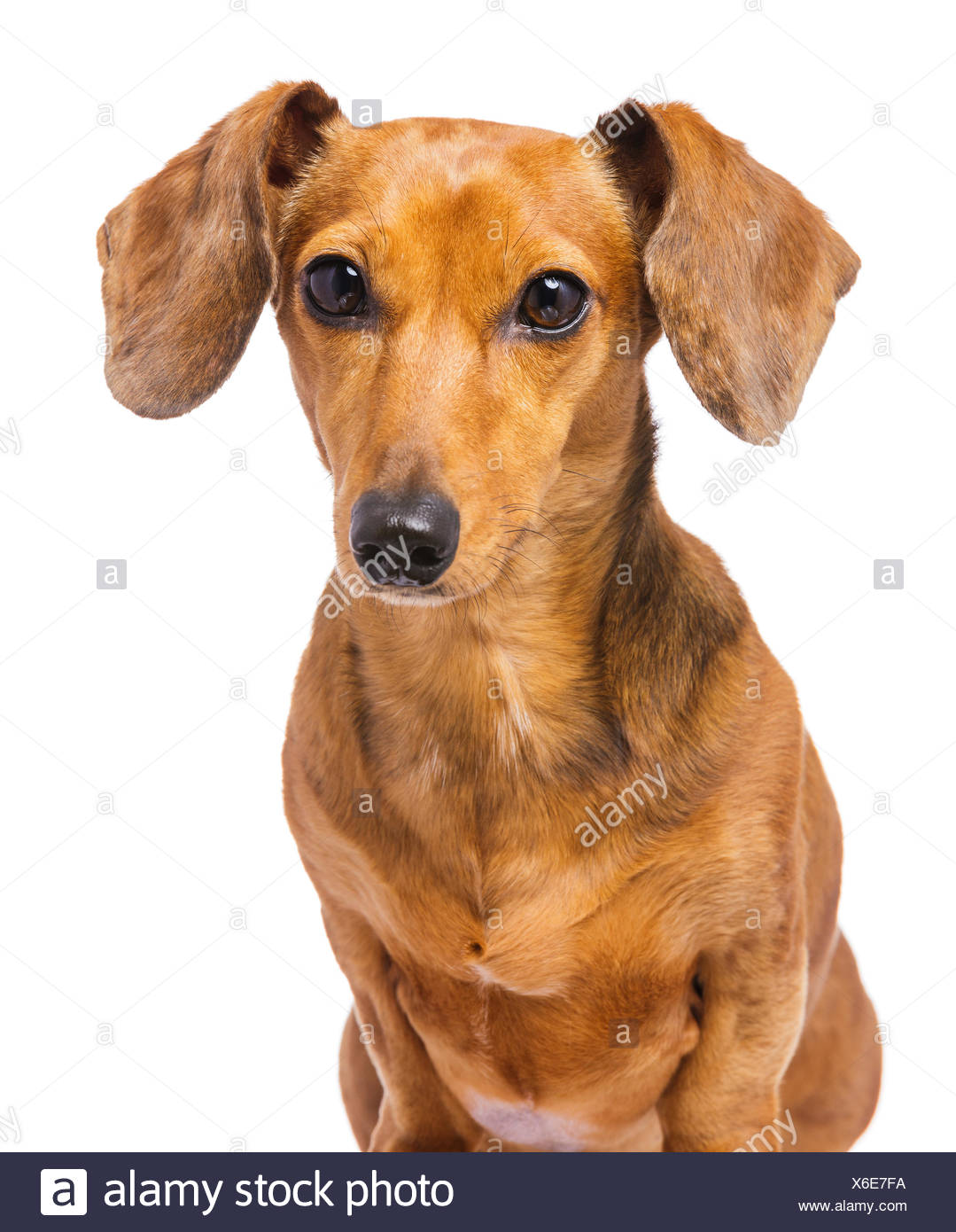 Worshond Stock Photos & Worshond Stock Images - Alamy