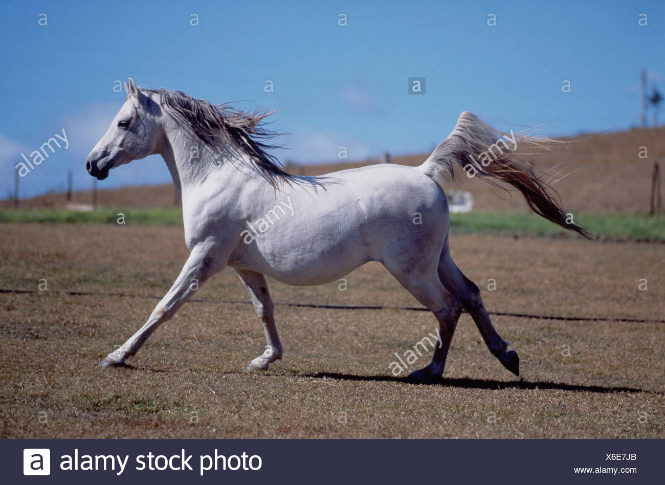 Galloping Horse Side High Resolution Stock Photography and Images - Alamy