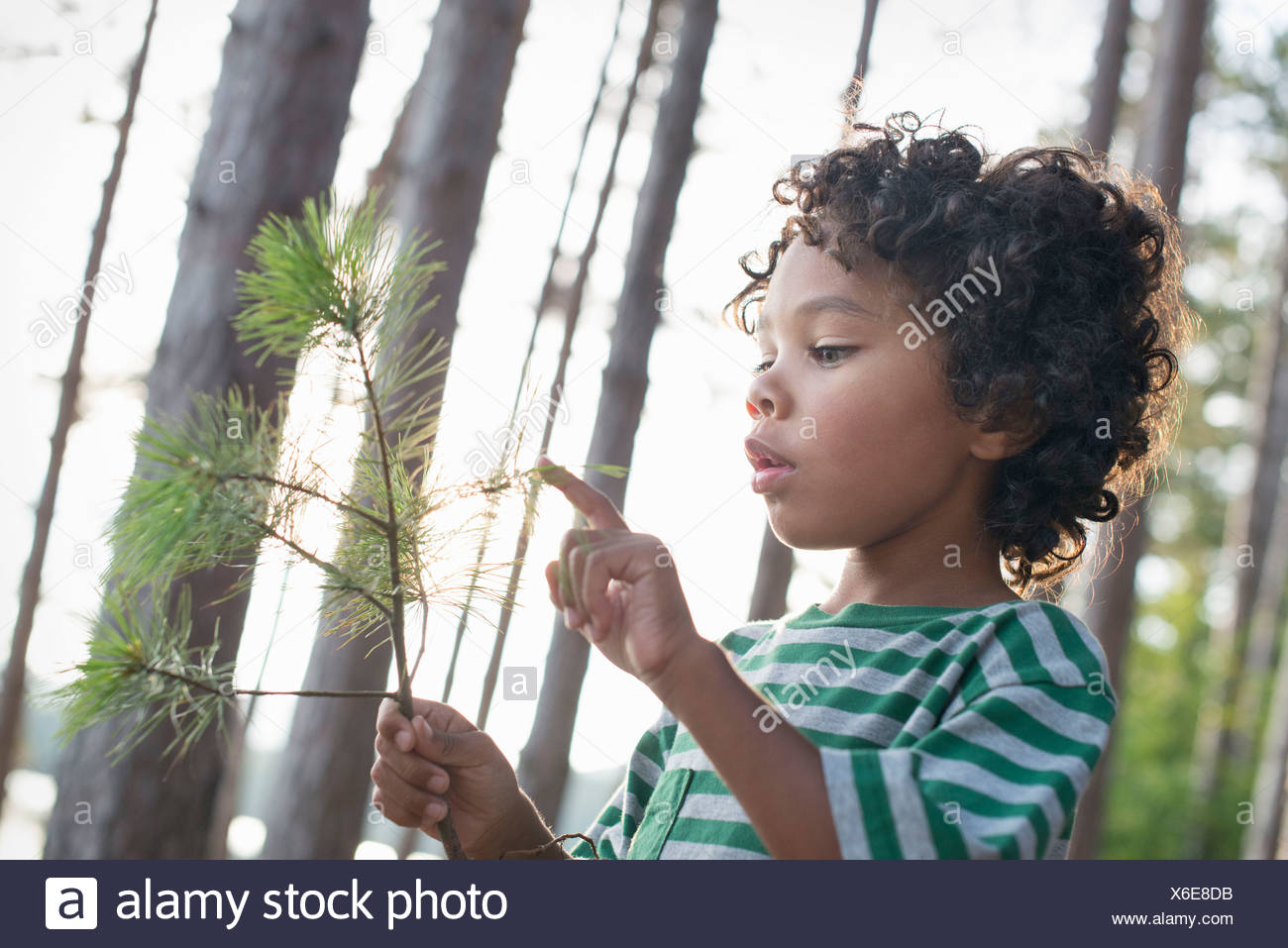 Tree Low Angle High Resolution Stock Photography and Images - Alamy
