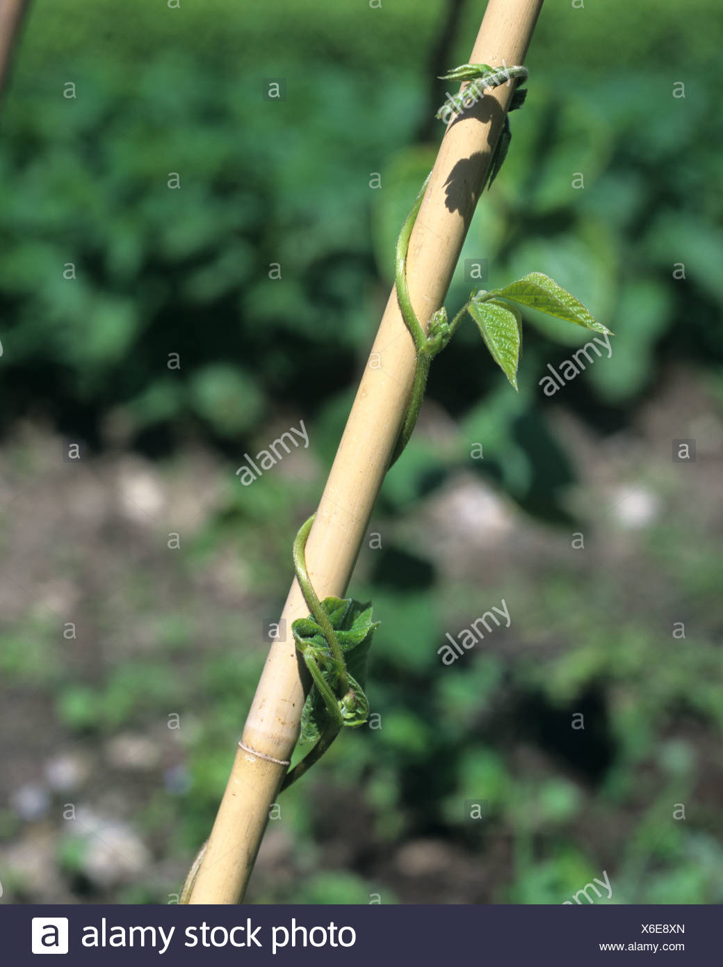 Cane Shoots High Resolution Stock Photography and Images - Alamy