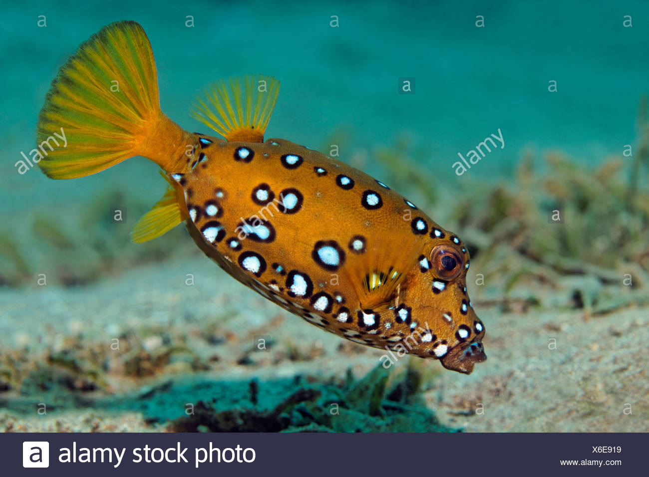 Yellow Boxfish High Resolution Stock Photography and Images - Alamy
