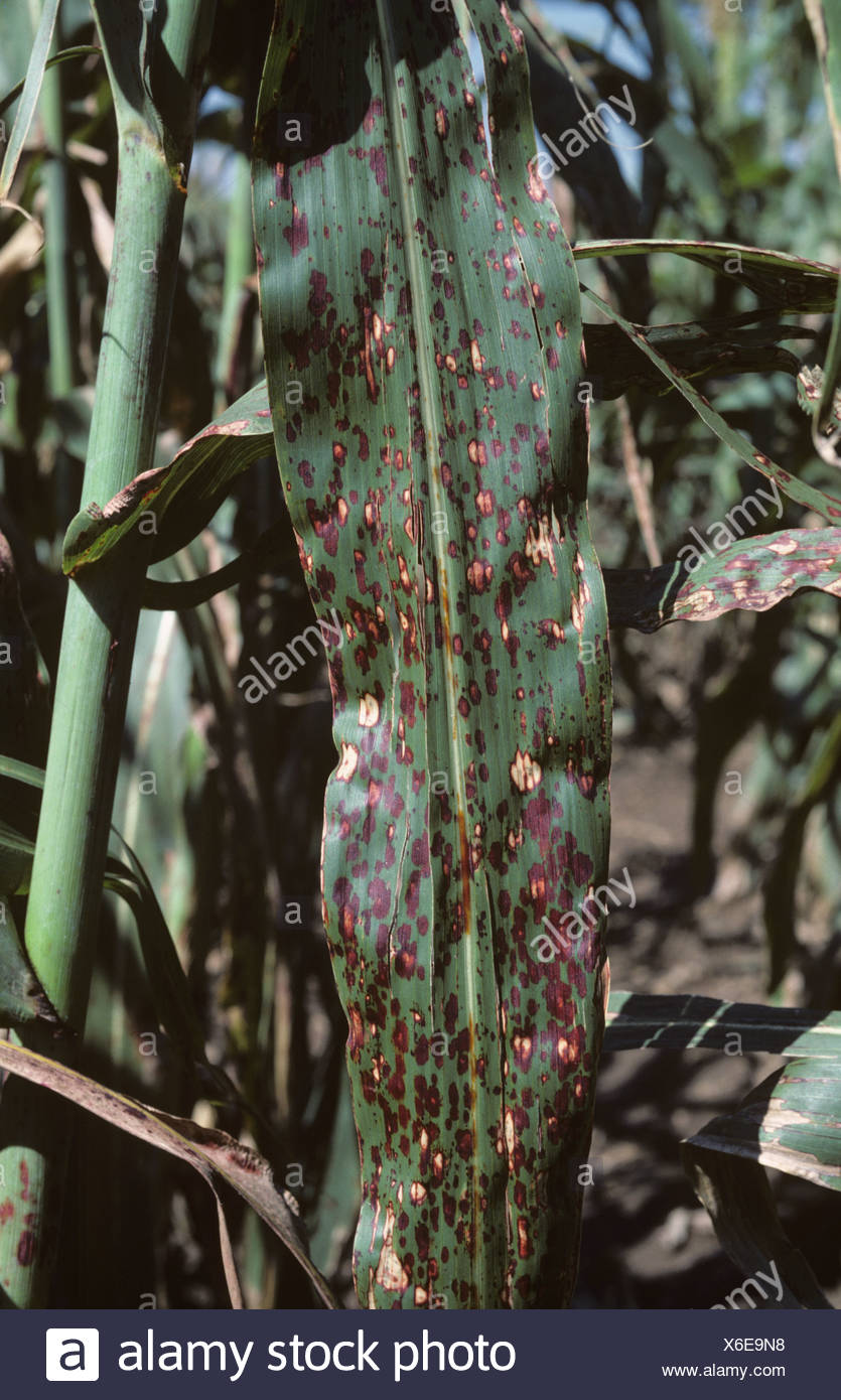 Sorghum Vulgare High Resolution Stock Photography and Images - Alamy