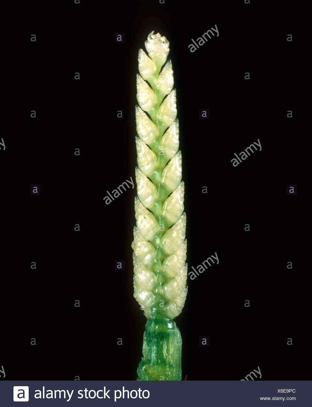 Plant Embryo High Resolution Stock Photography and Images - Alamy