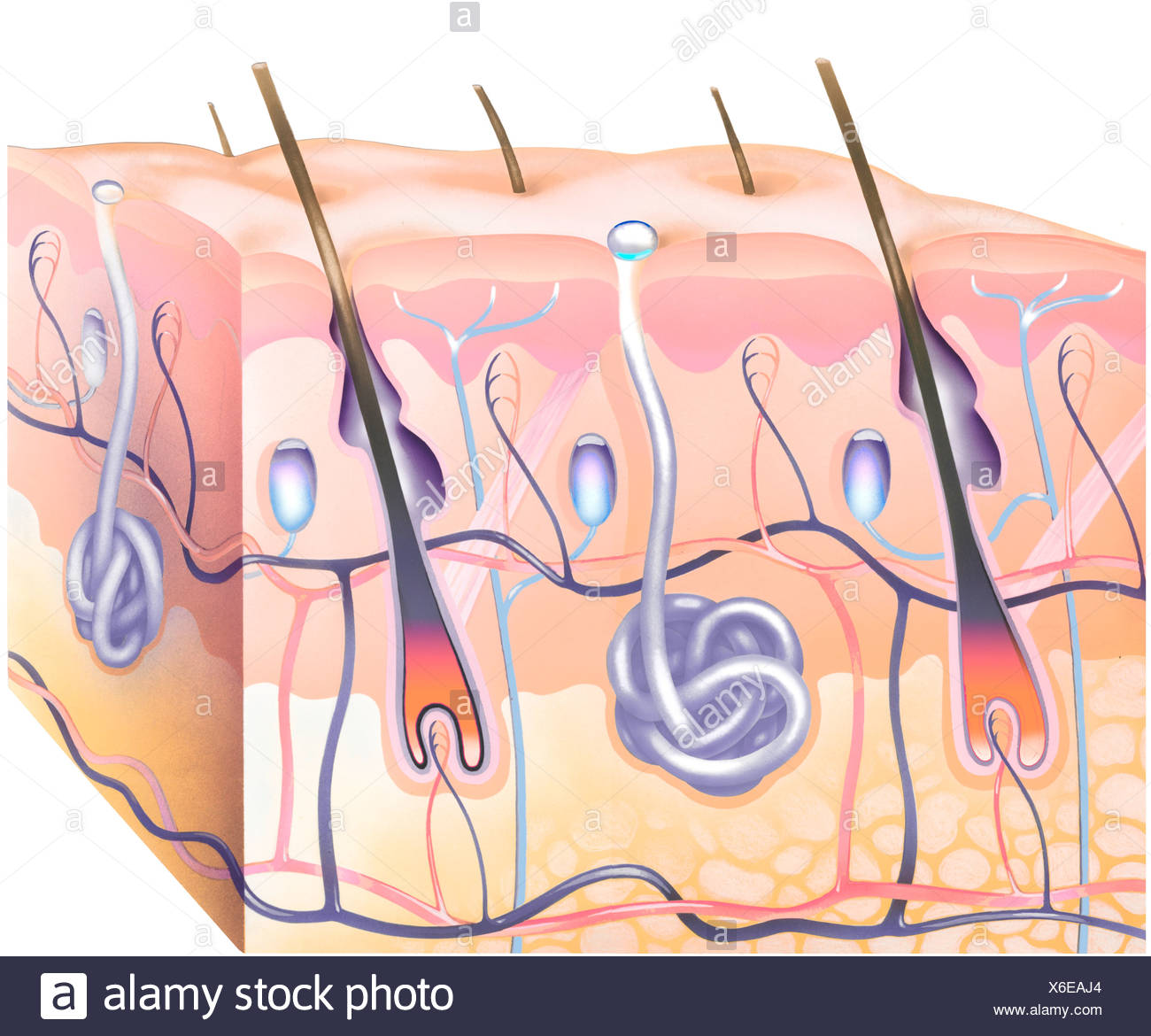 Human Skin Cross Section High Resolution Stock Photography and Images ...