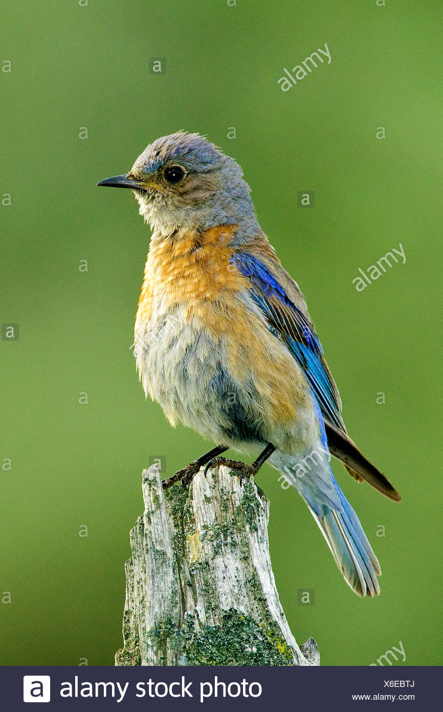 Western Bluebird Female Stock Photos & Western Bluebird Female Stock Images - Alamy