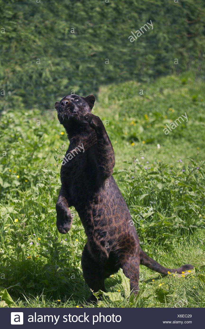 Black Leopard Or Black Panther Panthera Pardus High Resolution Stock ...
