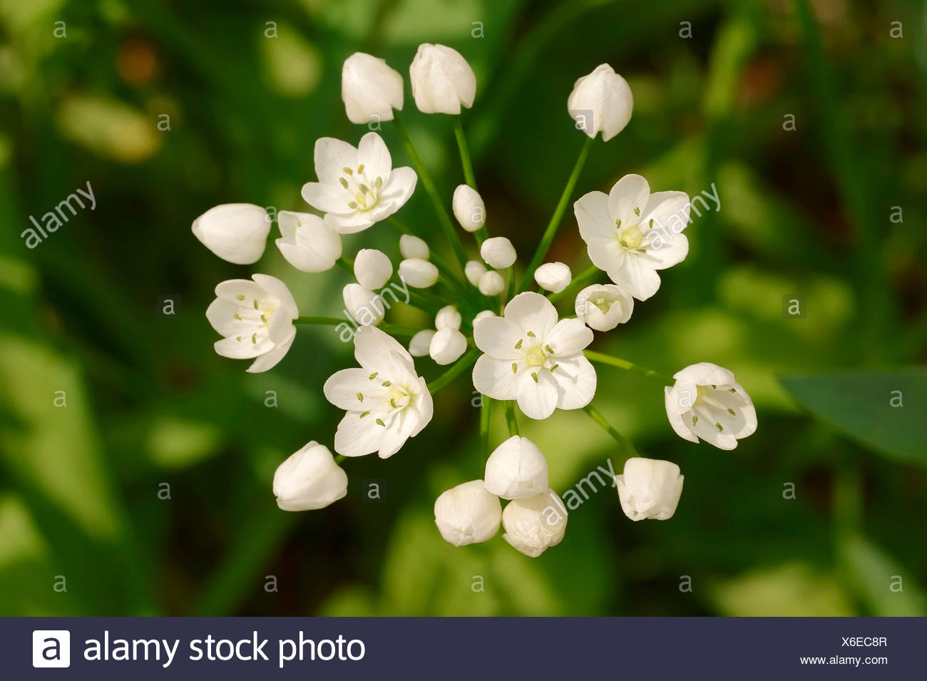 False Garlic Flowers High Resolution Stock Photography and Images - Alamy