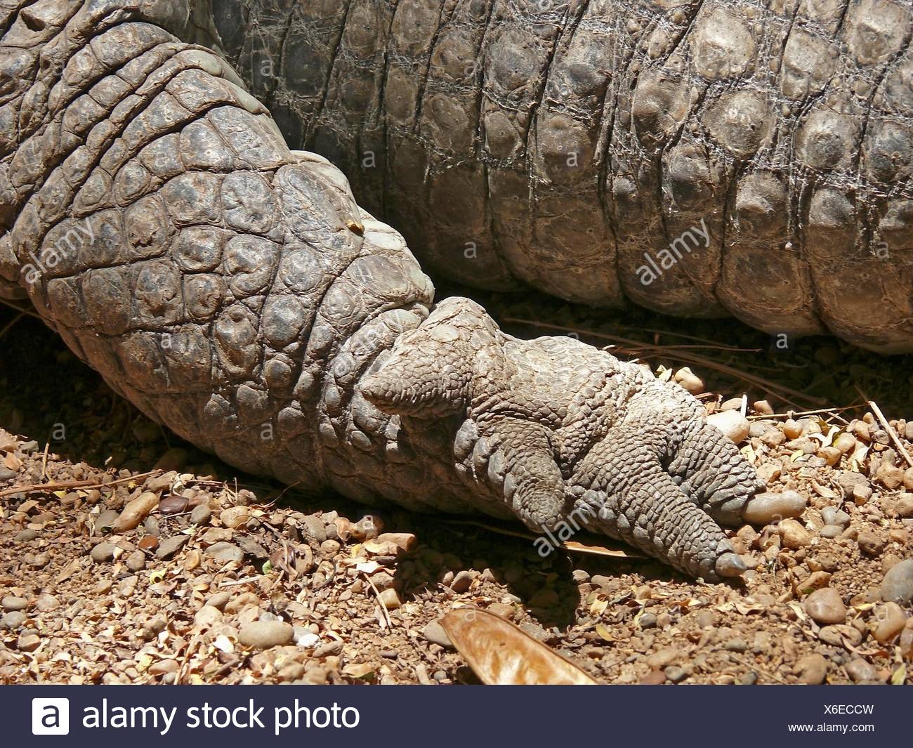 Rajiv Gandhi National Park Stock Photos & Rajiv Gandhi National Park ...
