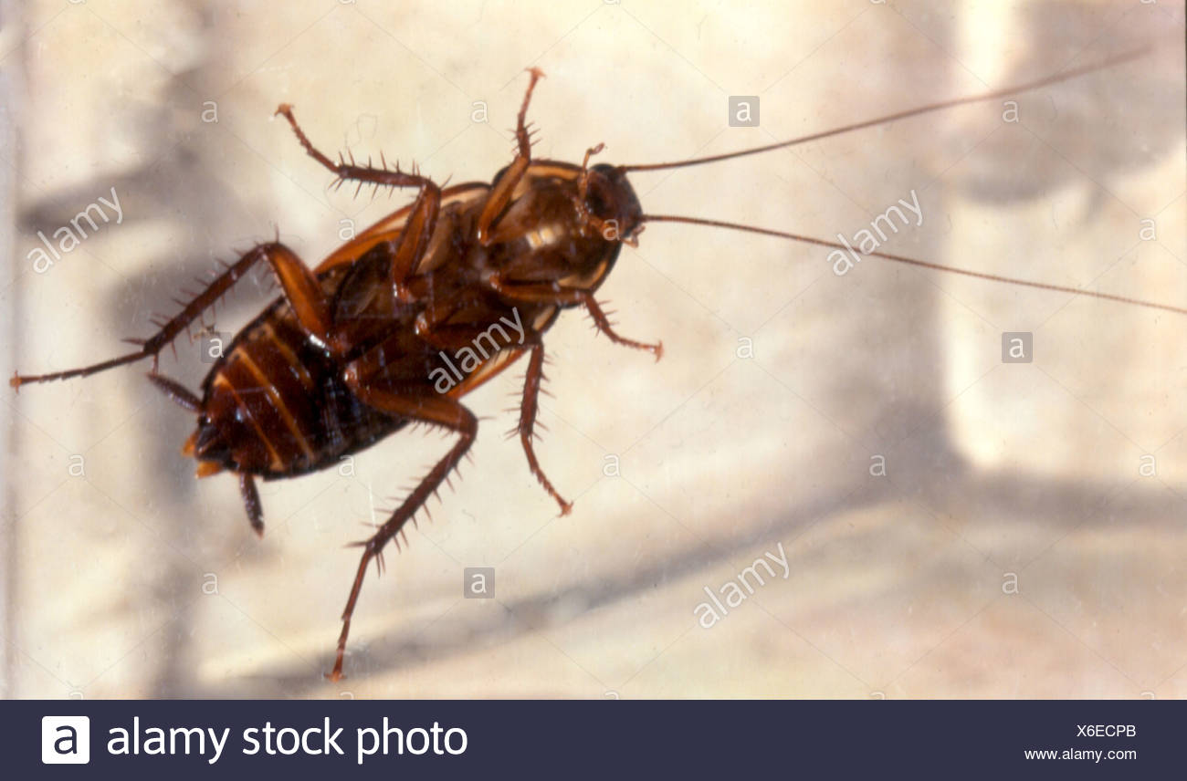 Cockroach Underside High Resolution Stock Photography and Images - Alamy