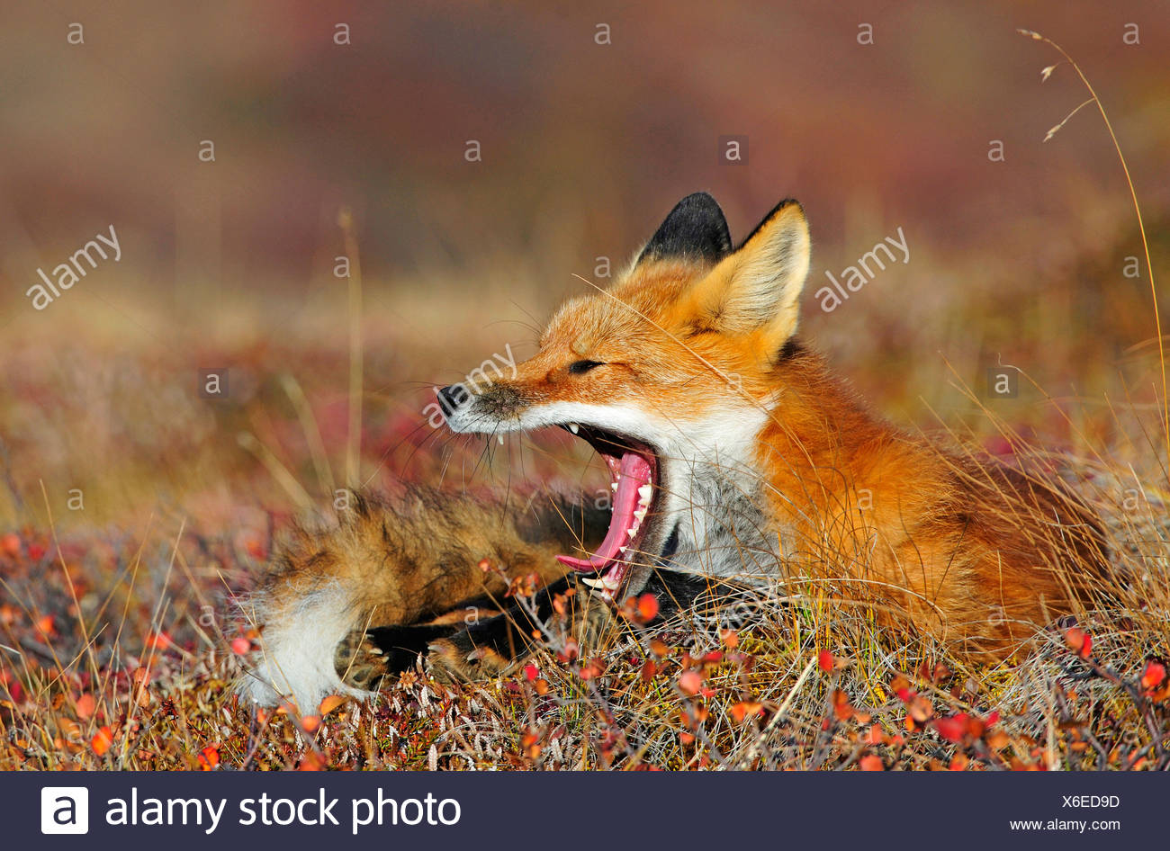 Fox Red Fox Denali National Park Vulpes Vulpes High Resolution Stock ...