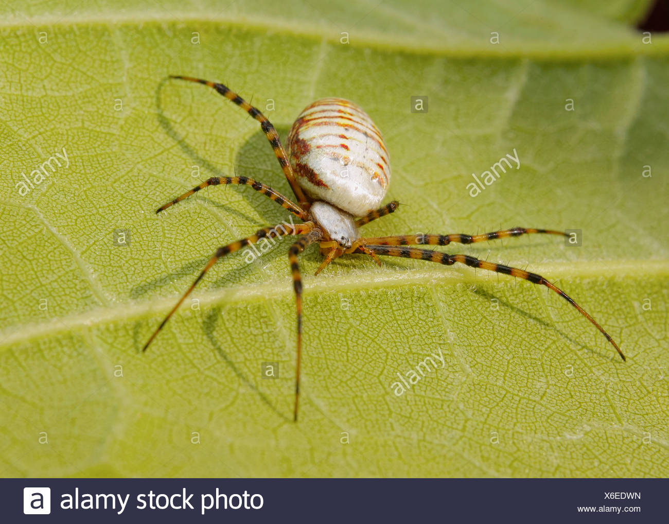 Banded Garden Spider Argiope Trifasciata High Resolution Stock ...