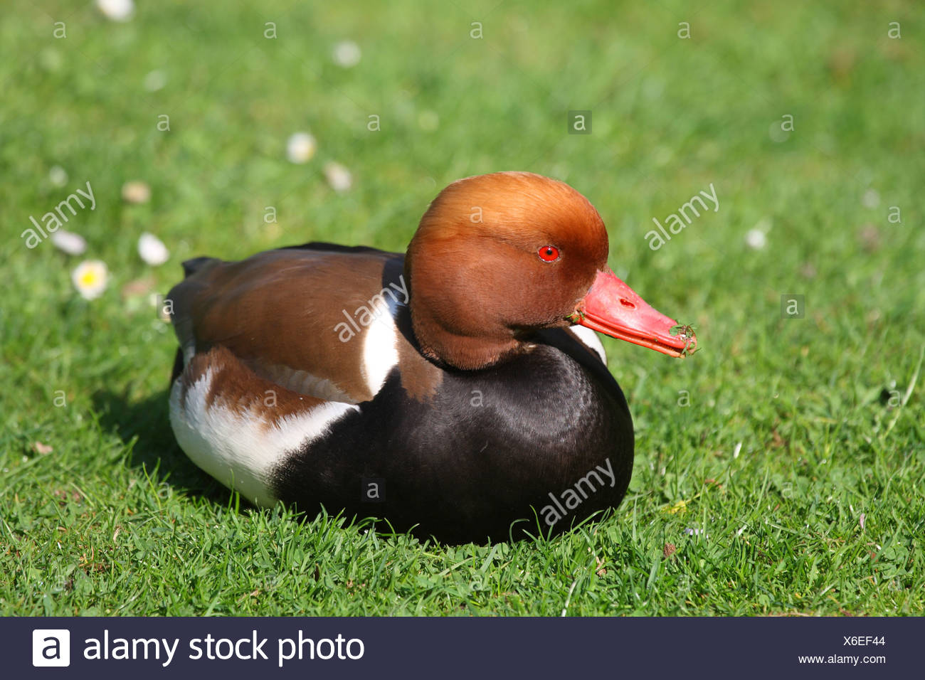 Red Crested Ducks High Resolution Stock Photography and Images - Alamy