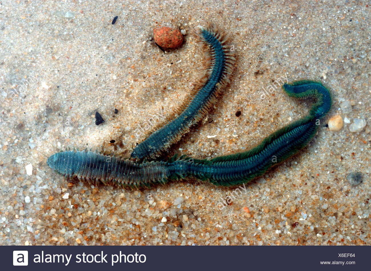 King Worms High Resolution Stock Photography and Images - Alamy