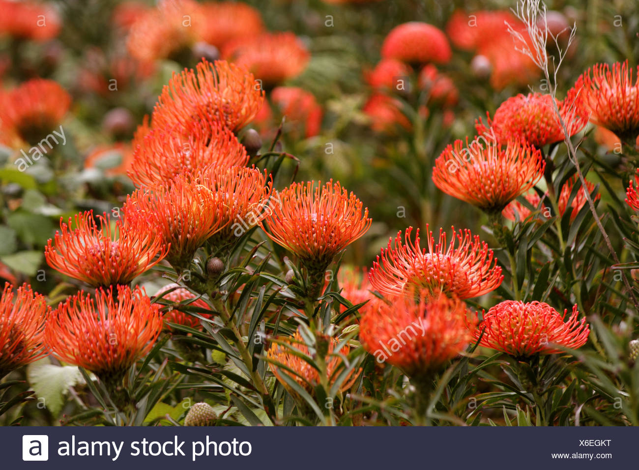 Pincushion Island High Resolution Stock Photography and Images - Alamy