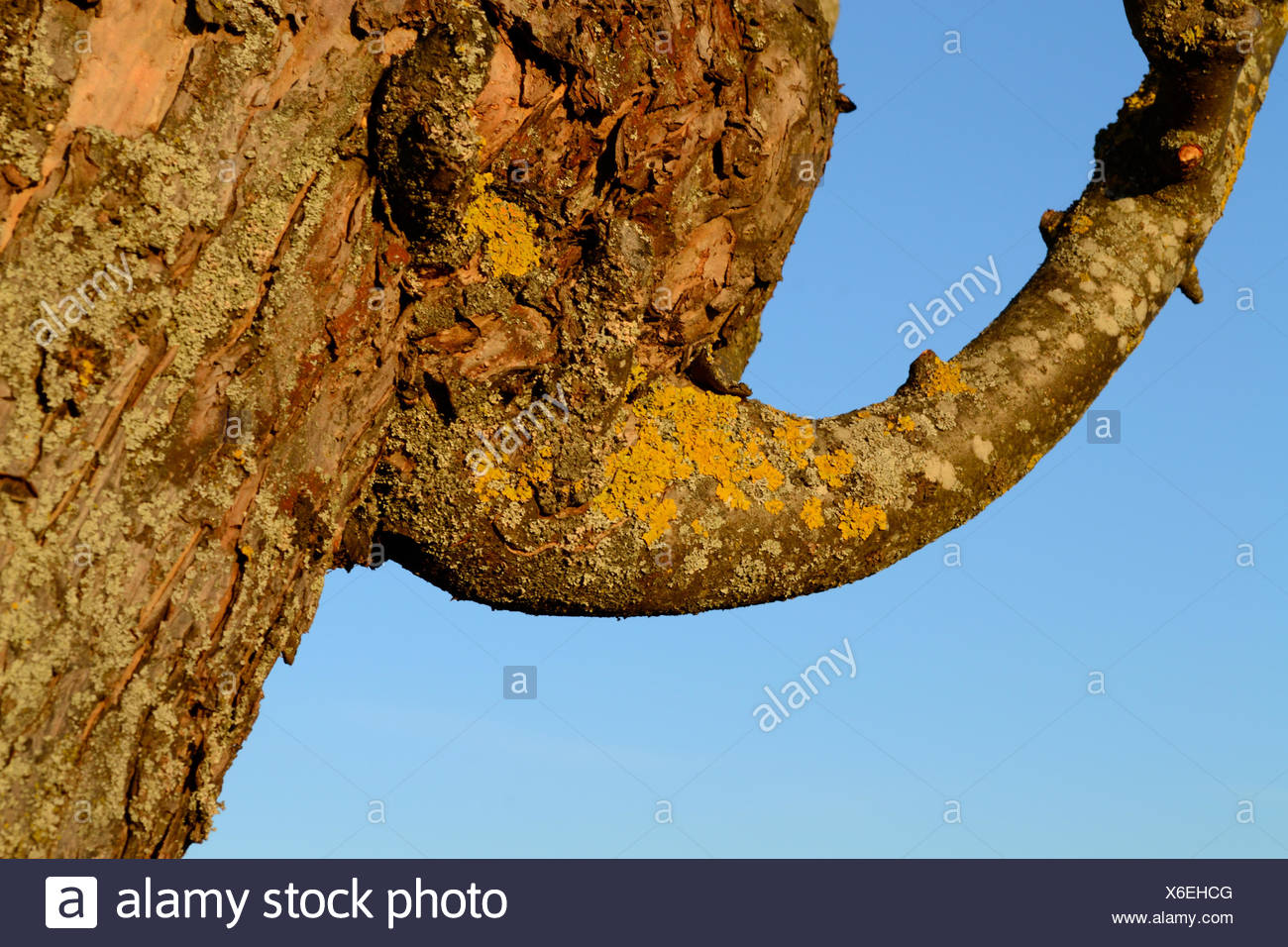 Strange Fruit High Resolution Stock Photography and Images - Alamy