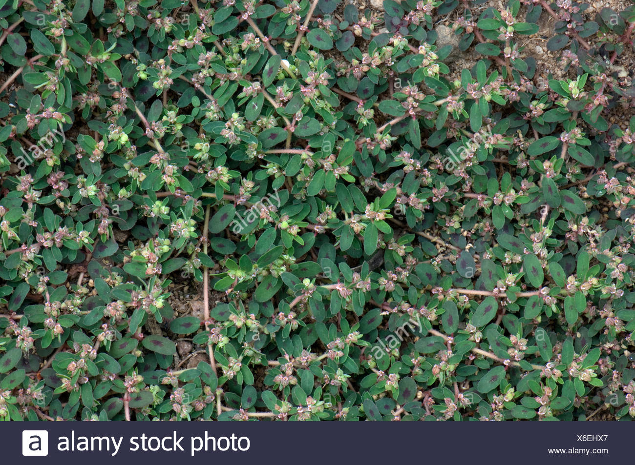 Prostrate Species High Resolution Stock Photography and Images - Alamy