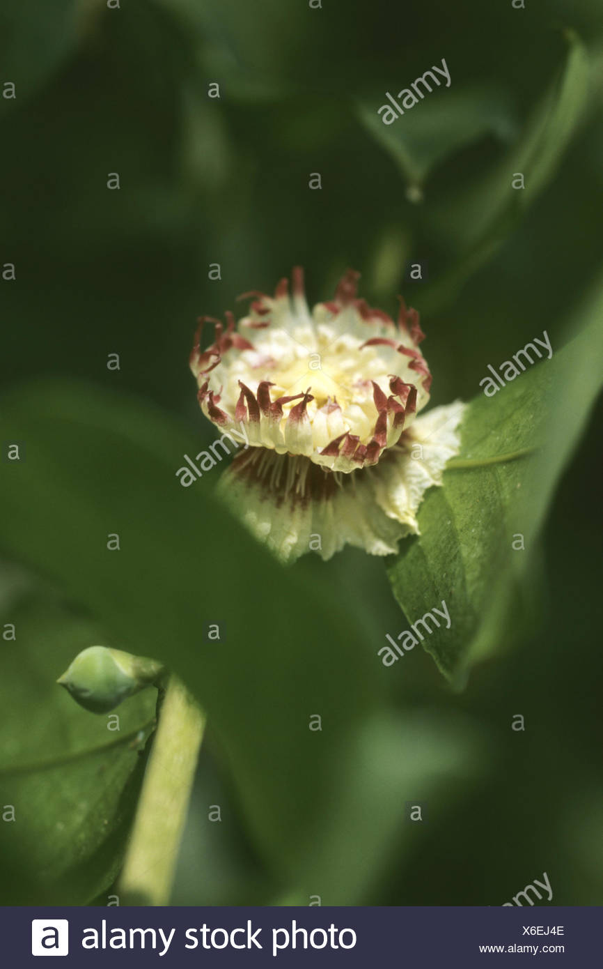 Napoleonaea Imperialis High Resolution Stock Photography and Images - Alamy