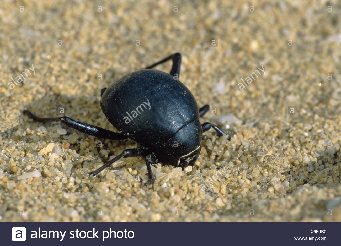 Namibian Beetle High Resolution Stock Photography and Images - Alamy