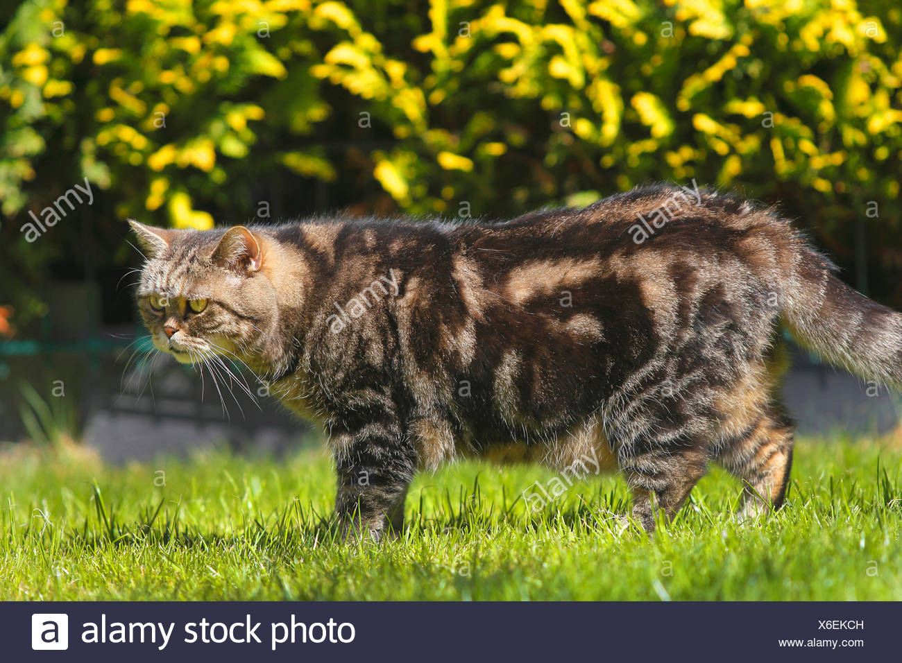 Adult Male Tabby Cat High Resolution Stock Photography and Images - Alamy