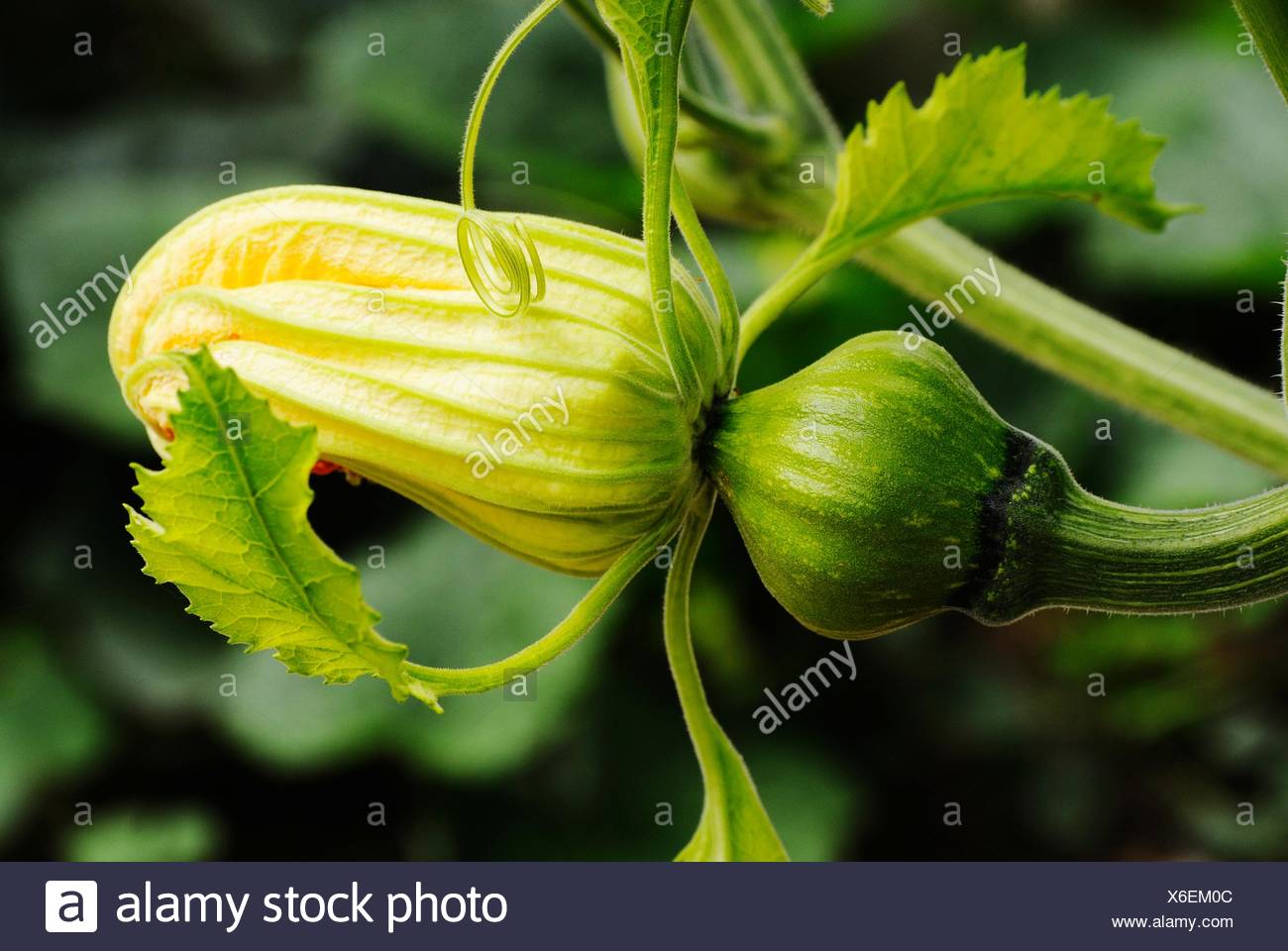 Pumpkin Flower Bud Stock Photos & Pumpkin Flower Bud Stock Images - Alamy