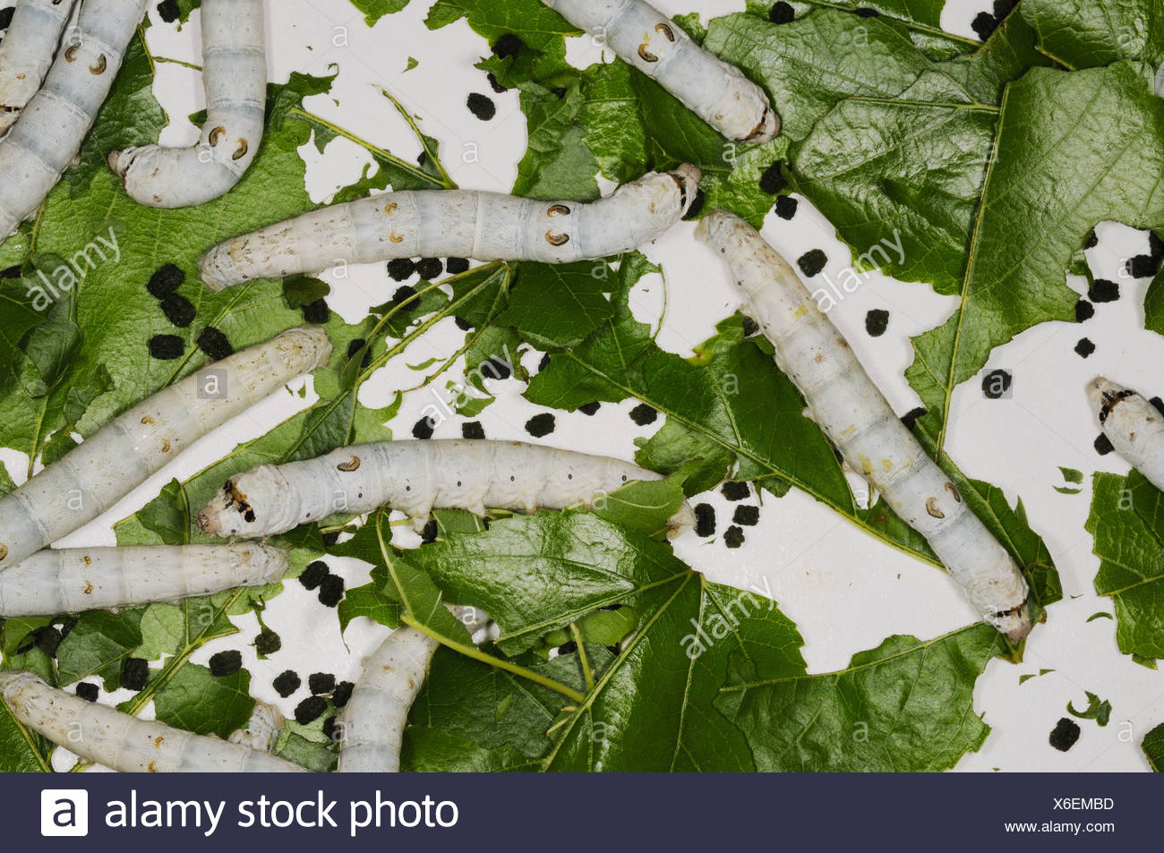Domesticated Silkworm Moth High Resolution Stock Photography and Images ...