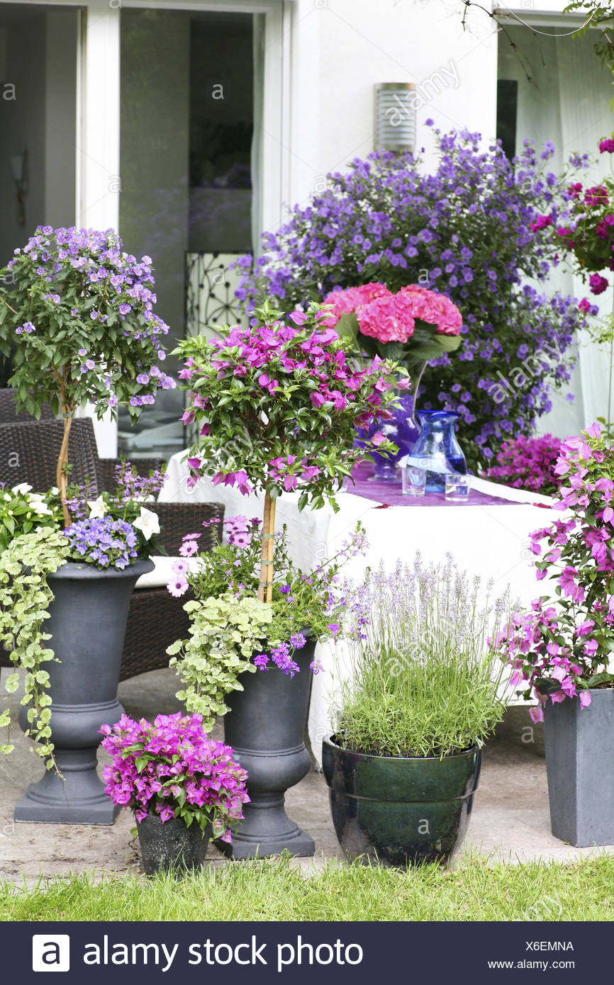 Cape Geranium High Resolution Stock Photography and Images - Alamy