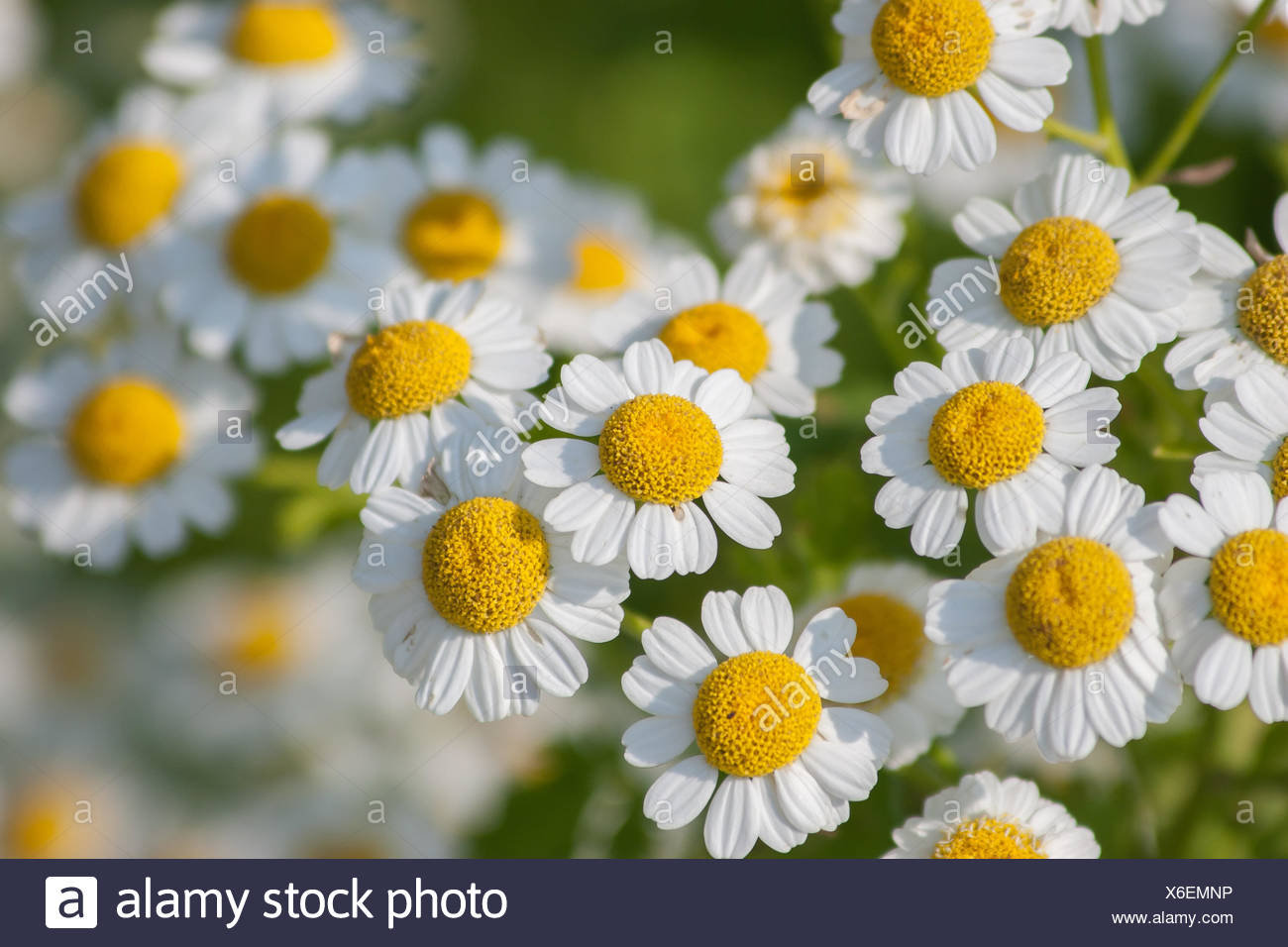 Pyrethrum Parthenium High Resolution Stock Photography and Images - Alamy