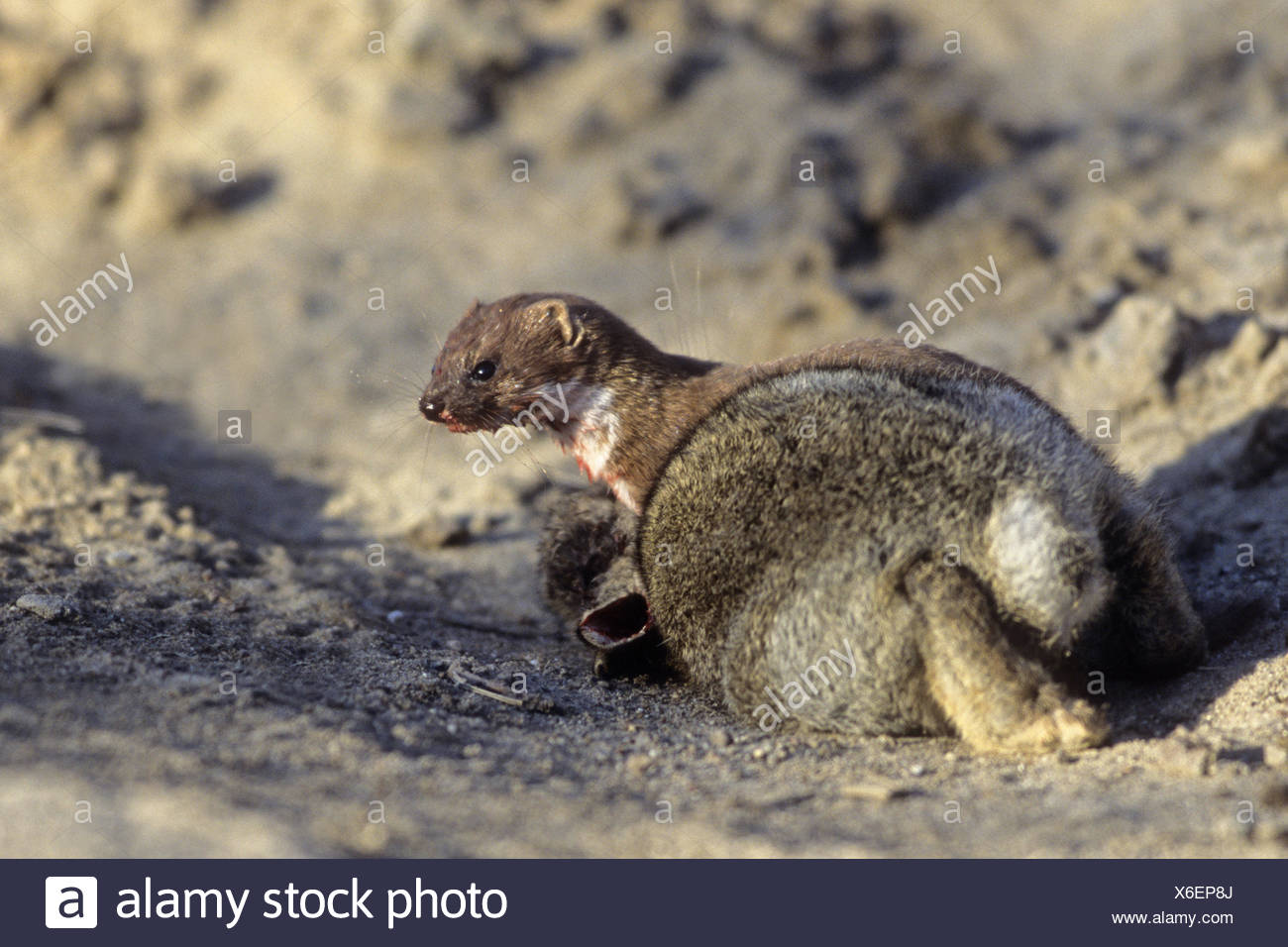 Important Prey High Resolution Stock Photography and Images - Alamy