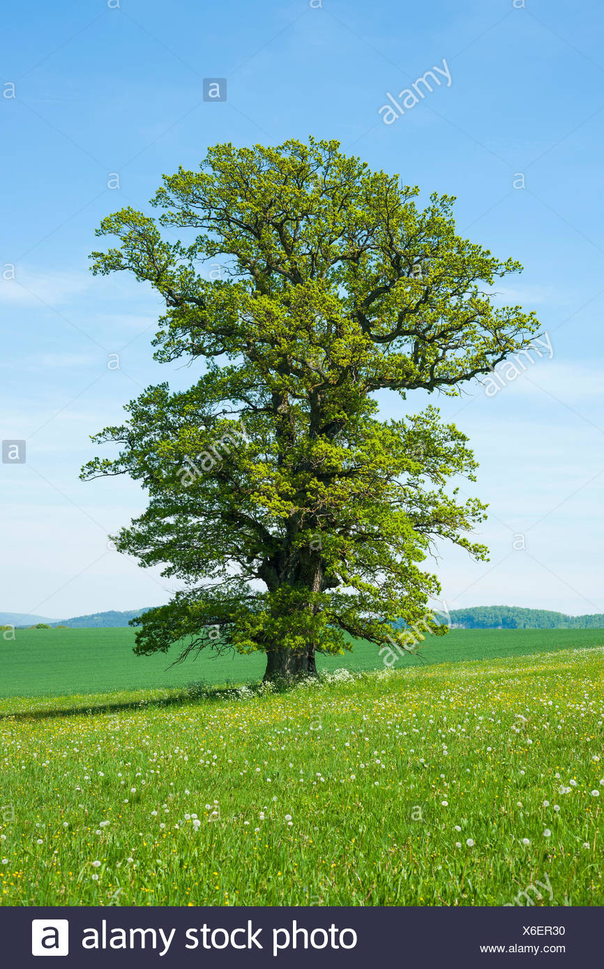 Old English Oak Tree High Resolution Stock Photography and Images - Alamy